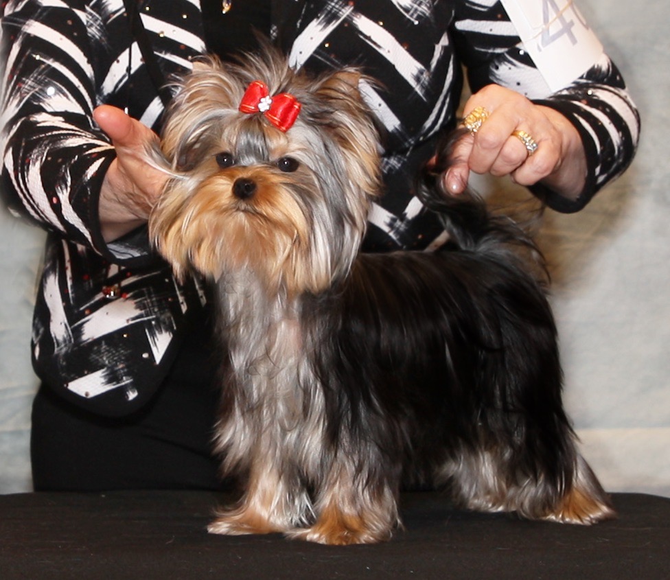 Yorkie Current Stars, Yorkie Stars pictures, Yorkie