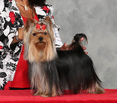 AKC Yorkies, Yorkshire Terriers, Champion Yorkie males